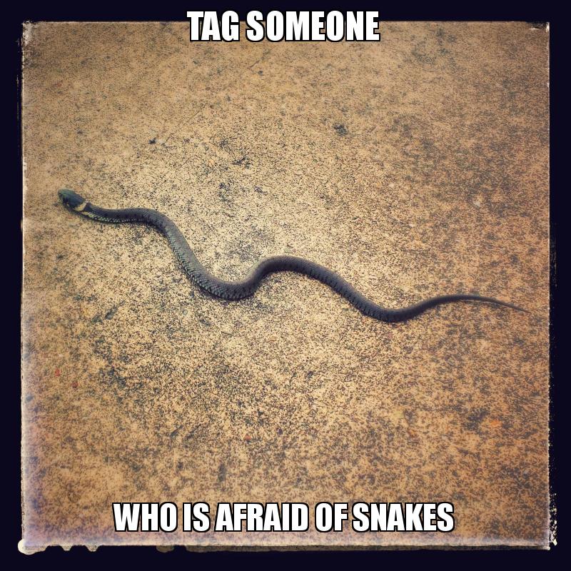 Tag someone who is afraid of snakes Meme Generator