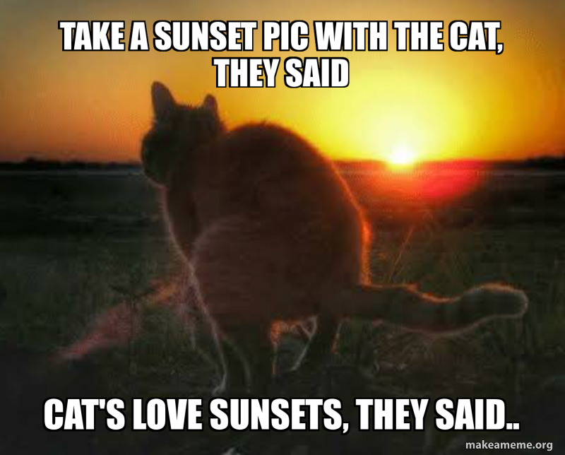 Take a sunset pic with the cat, they said Cat's love sunsets, they said ...