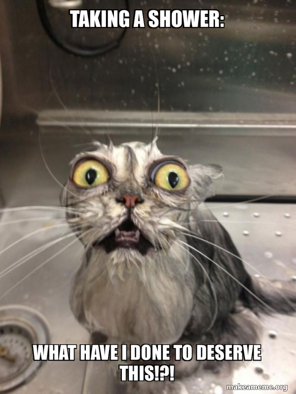 Taking a Shower: WHAT HAVE I DONE TO DESERVE THIS!?! - Cat bath Meme ...