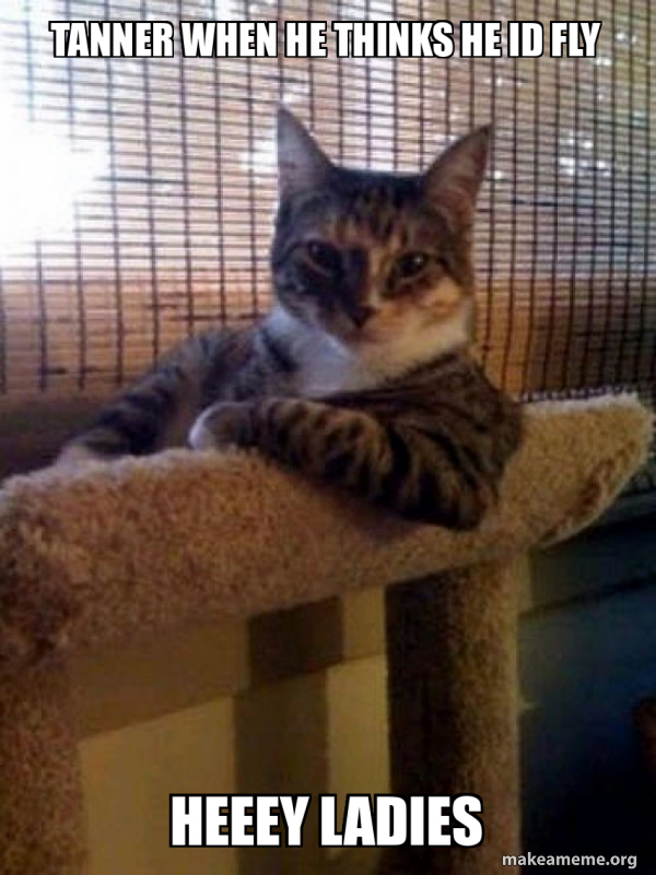 tanner when he thinks he id fly heeey ladies - The Most Interesting Cat ...