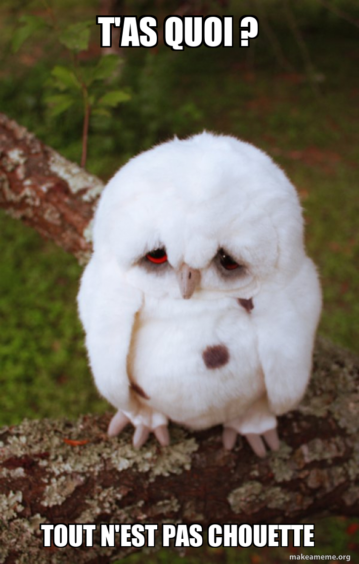 T'as quoi ? Tout n'est pas chouette - Sad Owl Meme Generator