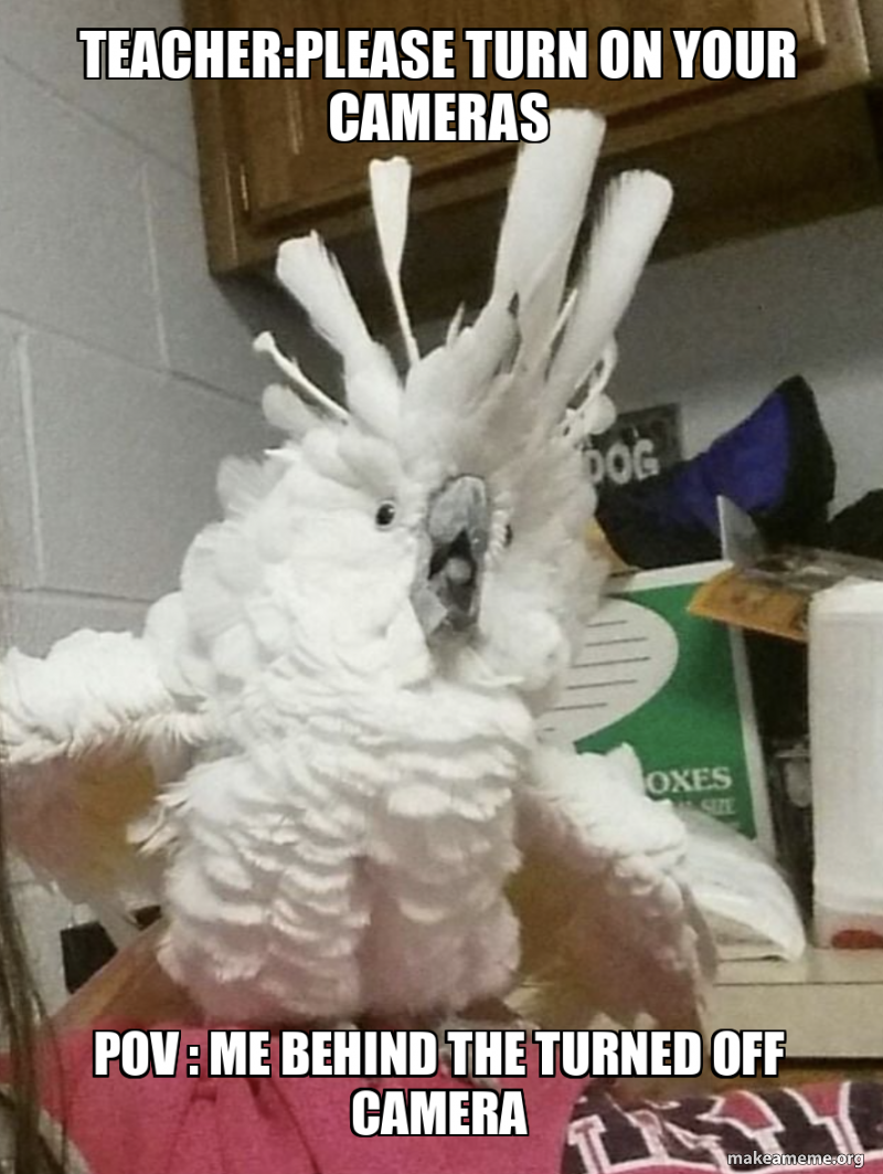 Teacher:please turn on your cameras pov : me behind the turned off ...