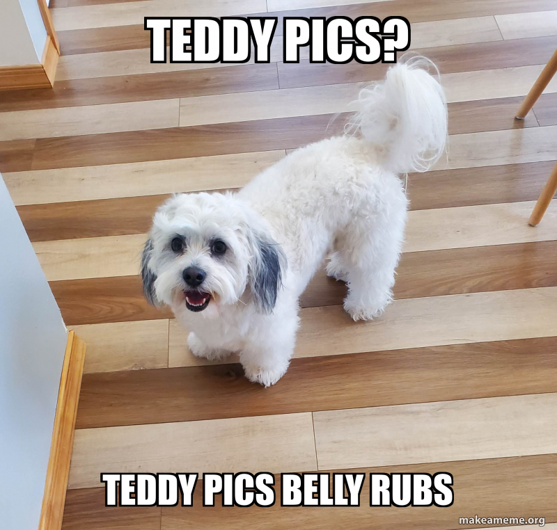 Teddy pics? Teddy pics belly rubs Meme Generator