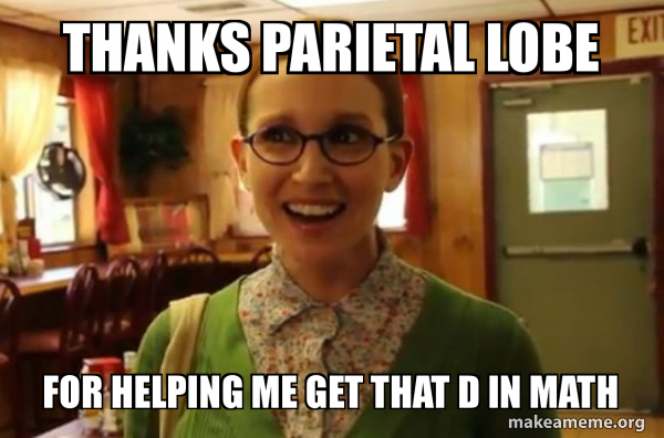 Thanks Parietal Lobe for helping me get that D in math - Sexually ...