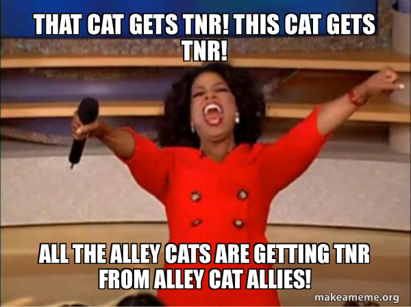 That cat gets TNR! This cat gets TNR! All the alley cats are getting ...