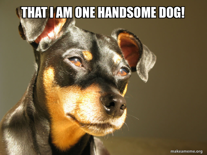 That I am One Handsome Dog! Meme Generator