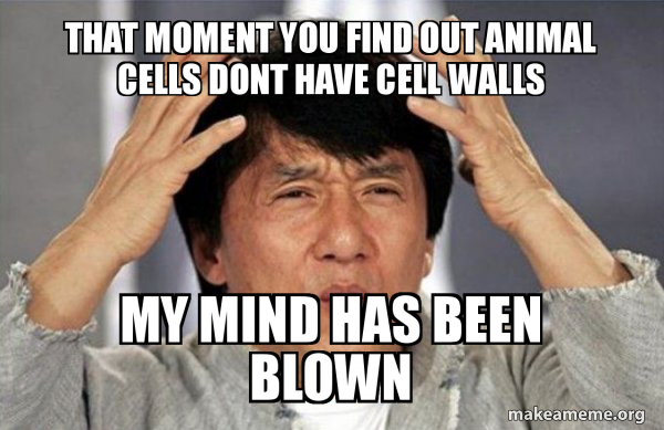 Animal Cell Memes Dogs Running On Empty Brain Cells 🤣🐶 NEW Funny