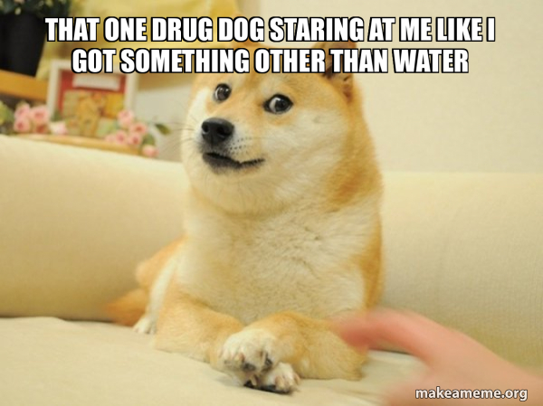 That one drug dog staring at me like I got something other than water ...