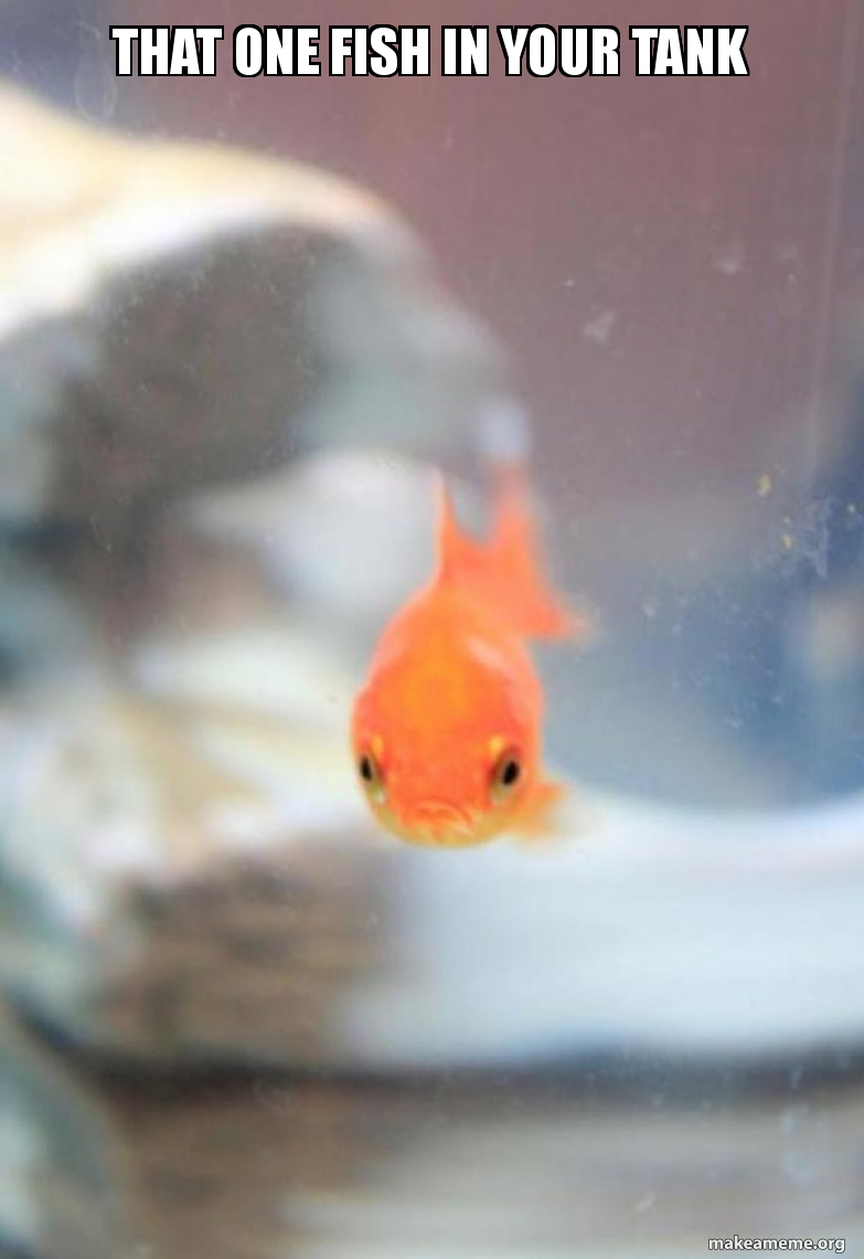 That one fish in your tank - Grumpy Fish Meme Generator