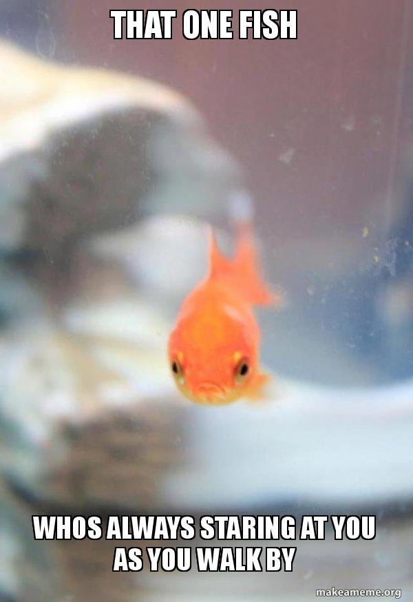 That One Fish Whos Always staring at you as you walk by - Grumpy Fish ...
