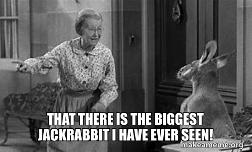 that there is the biggest jackrabbit i have ever seen! Meme Generator