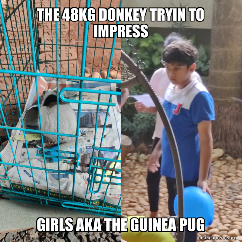 The 48kg donkey tryin to impress Girls aka the guinea pug Meme Generator