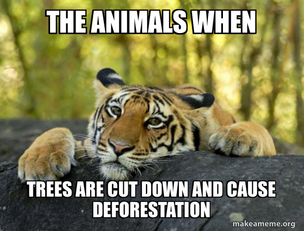 The animals when trees are cut down and cause deforestation ...