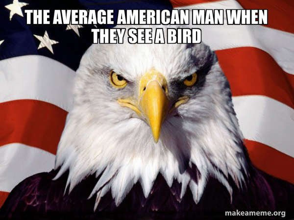 the average american man when they see a bird - American Pride Eagle ...