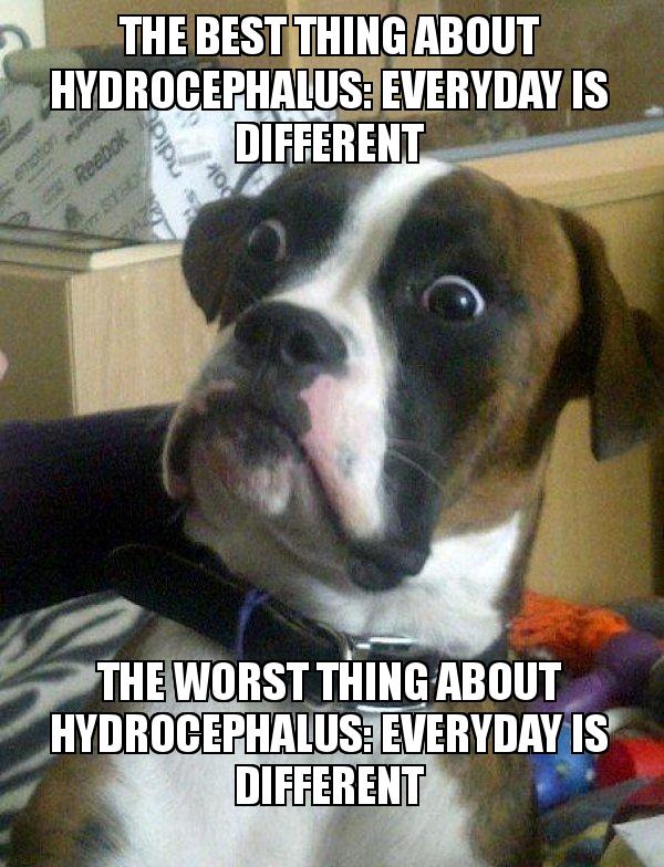 Hydrocephalus Memes Hydrocephalus No MORE BS Shunt Life Chose Me