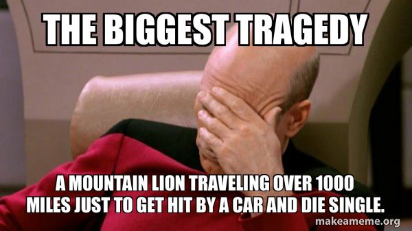 The Biggest tragedy A mountain lion traveling over 1000 miles just to ...