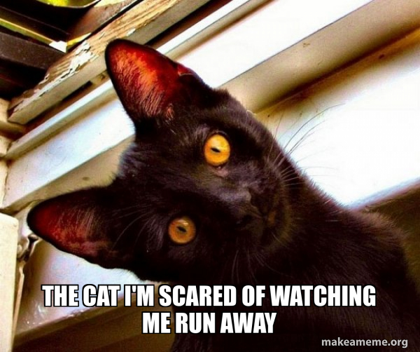 The cat I'm scared of watching me run away - Overly Attached Cat Meme ...