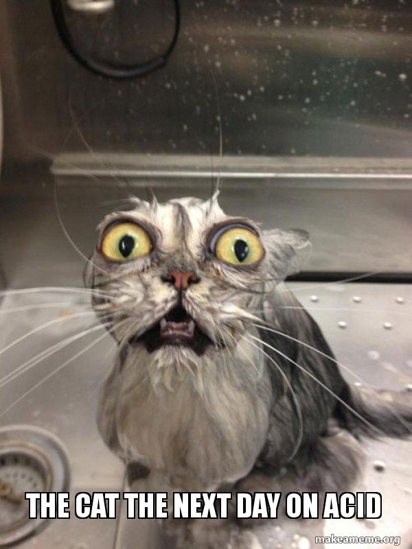 Cat Acid Memes If My Cat Doesn't Like You I Won't Either Funny | Fine