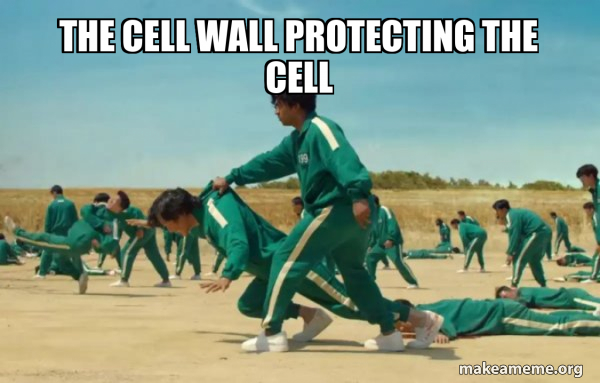 the cell wall protecting the cell - Squid Game Ali Holding Seong Meme ...