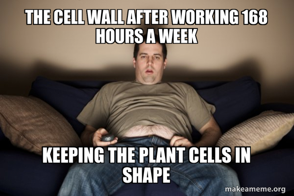 The Cell Wall after working 168 hours a week Keeping the plant cells in ...