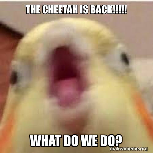 The cheetah is back!!!!! What do we do? Meme Generator