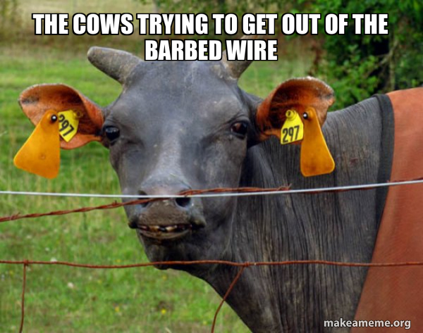 The cows trying to get out of the barbed wire - Hairless Cow Meme Generator
