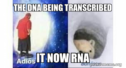 The Dna Being Transcribed It Now Rna Meme Generator