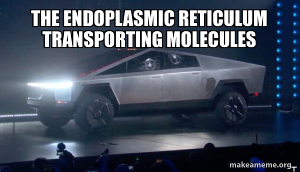 the endoplasmic reticulum transporting molecules - Tesla Truck Meme ...