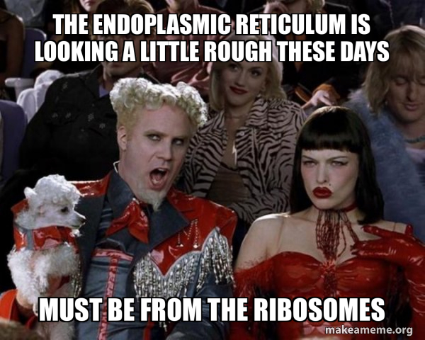 the endoplasmic reticulum is looking a little rough these days must be from the ribosomes - So ...