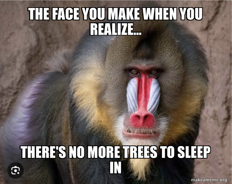 THE FACE YOU MAKE WHEN YOU REALIZE... THERE'S NO MORE TREES TO SLEEP IN ...