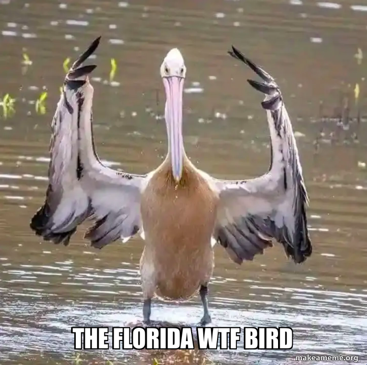 the florida wTF bird Meme Generator