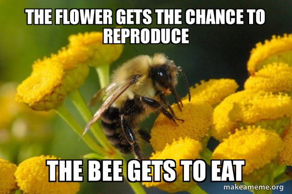 the flower gets the chance to reproduce the bee gets to eat - Good Guy ...