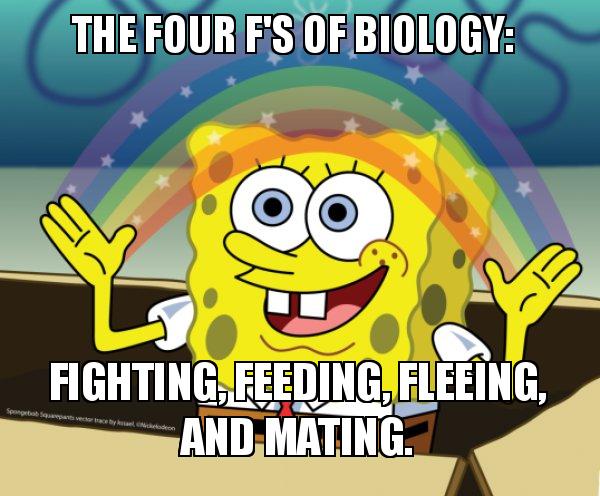 the four F's of Biology: Fighting, Feeding, Fleeing, and Mating ...