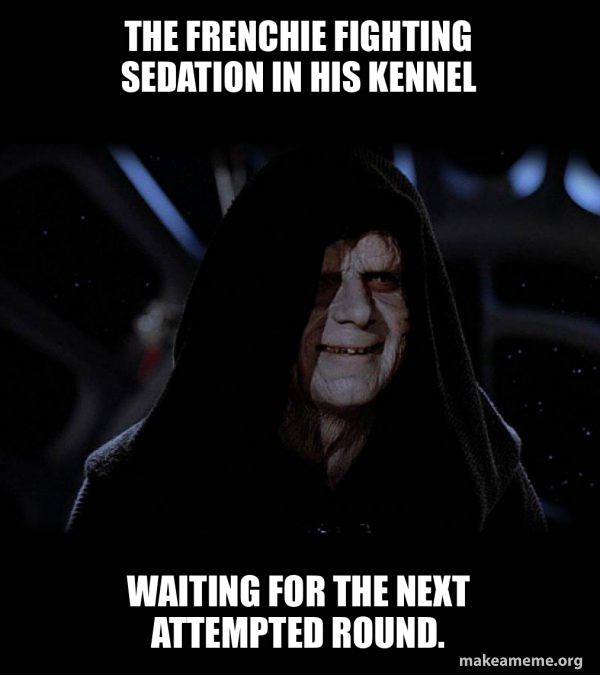 The frenchie fighting sedation in his kennel Waiting for the next ...