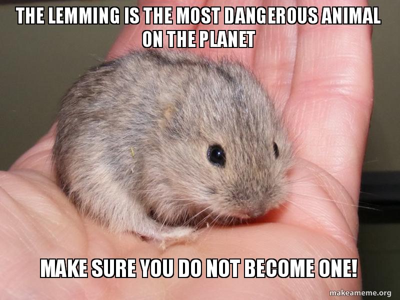 The lemming is the most dangerous animal on the planet make sure you do ...