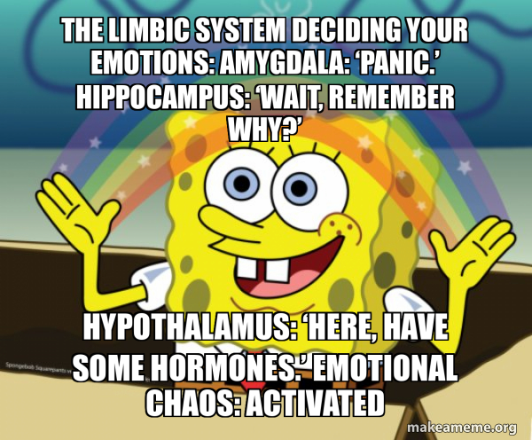 The limbic system deciding your emotions: Amygdala: ‘PANIC ...