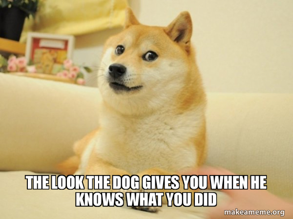 the look the dog gives you when he knows what you did - Doge Meme Generator