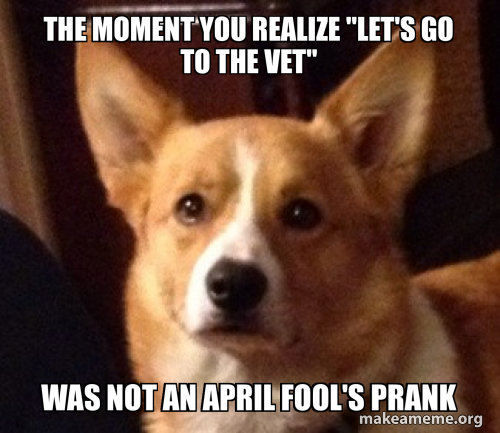 THE MOMENT YOU REALIZE "LET'S GO TO THE VET" WAS NOT AN APRIL FOOL'S ...