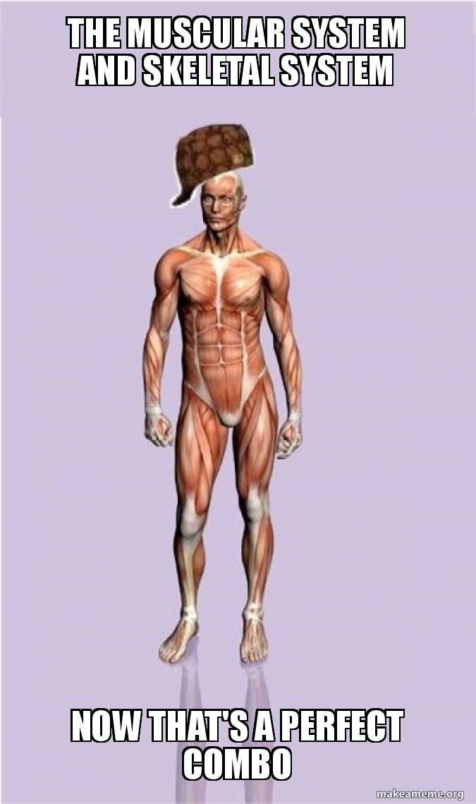 Skeletal Muscle Memes