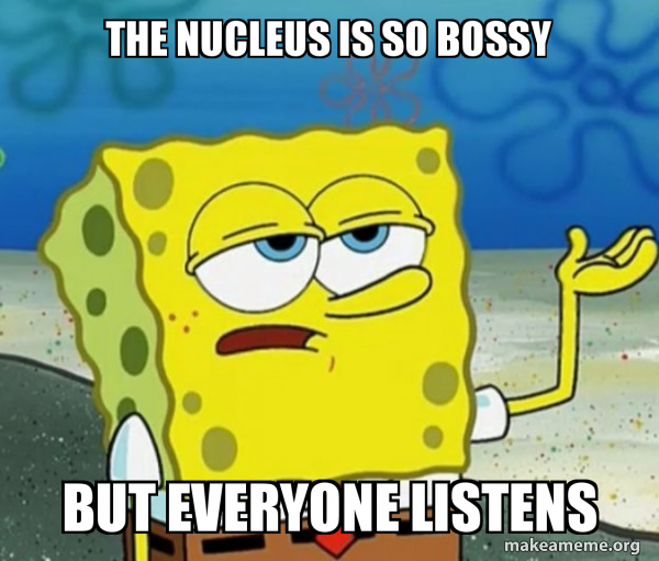 The nucleus is so bossy but everyone listens - Tough SpongeBob Meme ...