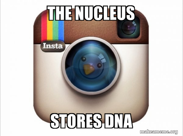 the nucleus stores dna - Instagram twitter Meme Generator