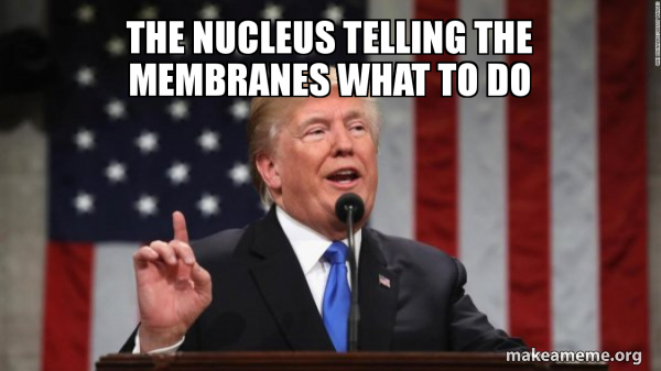 The nucleus telling the membranes what to do - Donald Trump Meme Generator