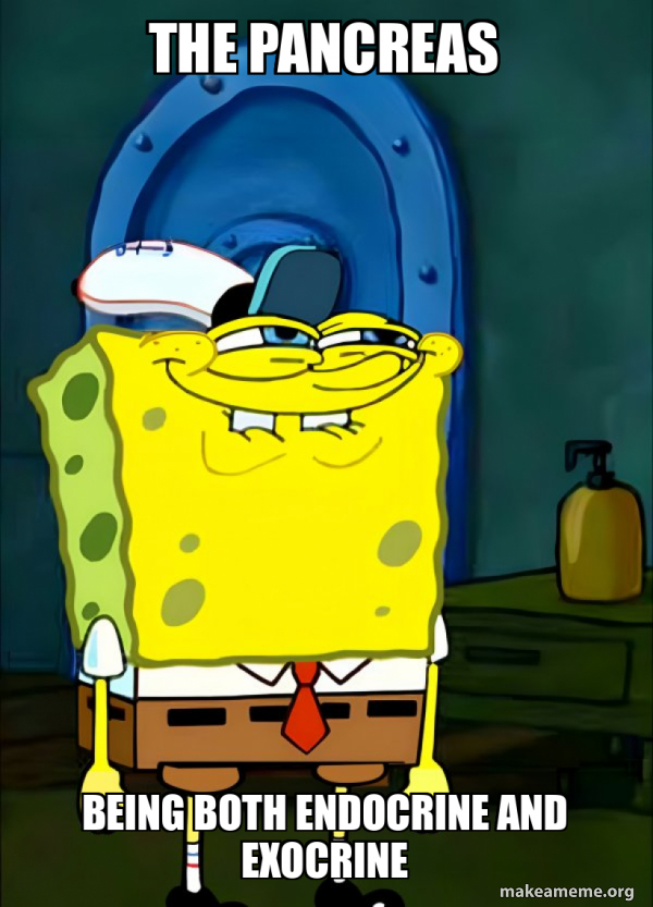 THE PANCREAS BEING BOTH ENDOCRINE AND EXOCRINE - SpongeBob Grin Meme ...