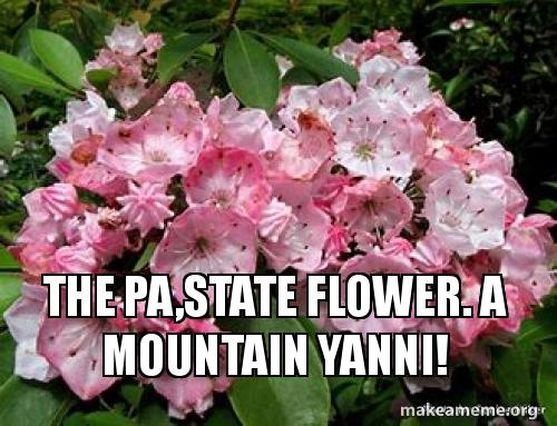 THE PA,STATE FLOWER. A MOUNTAIN YANNI! Meme Generator