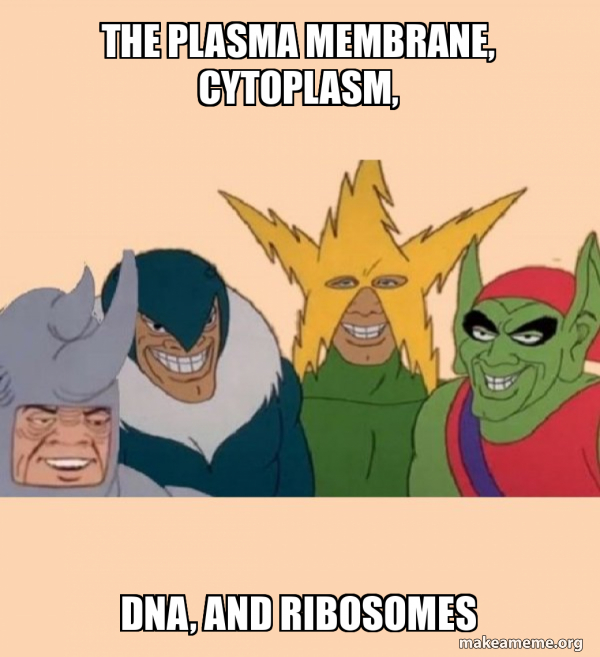The plasma membrane, cytoplasm, DNA, and ribosomes - Me and the Boys ...