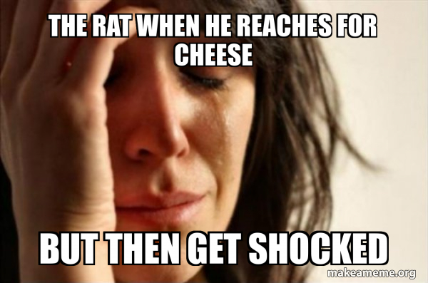 The rat when he reaches for cheese But then get shocked - First World ...
