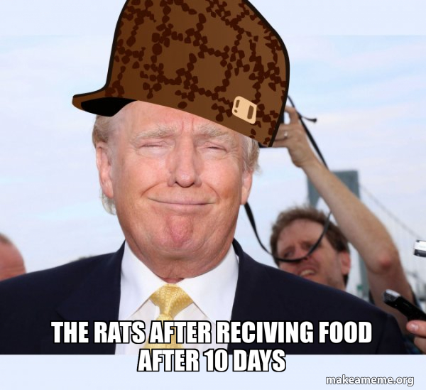 The rats after reciving food after 10 days - Scumbag Donald Trump Meme ...