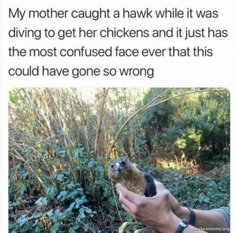 the risk was calculated, but boy am i bad at math Meme Generator