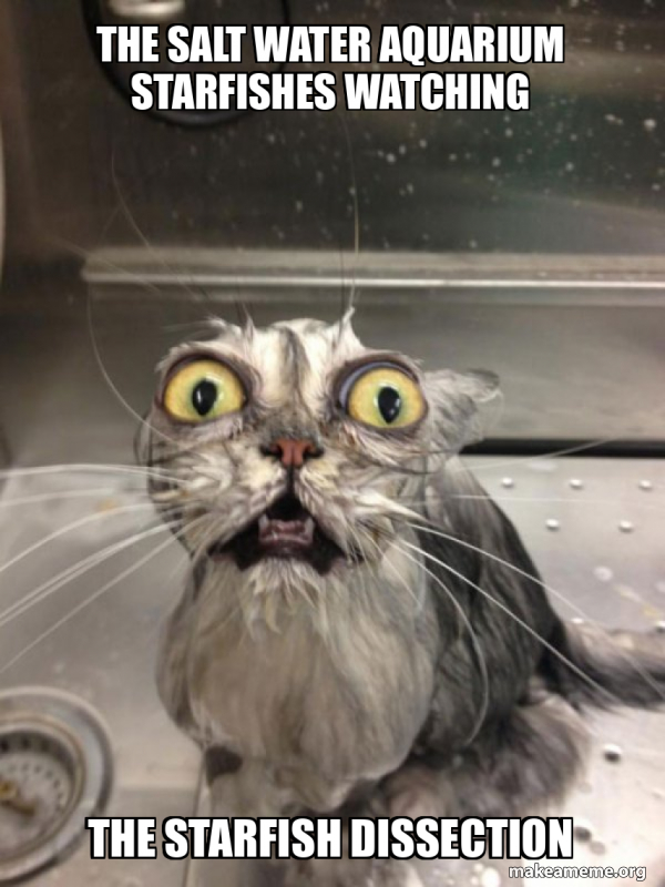 The salt water aquarium starfishes watching the starfish dissection ...