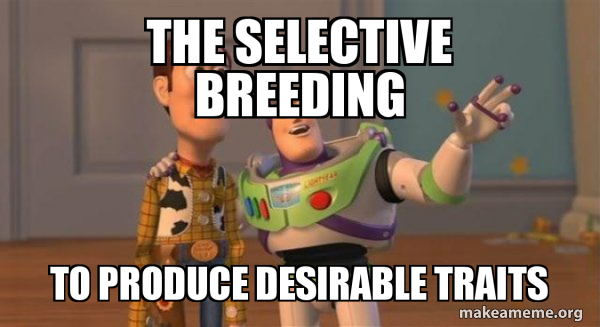 the selective breeding to produce desirable traits - Buzz and Woody ...